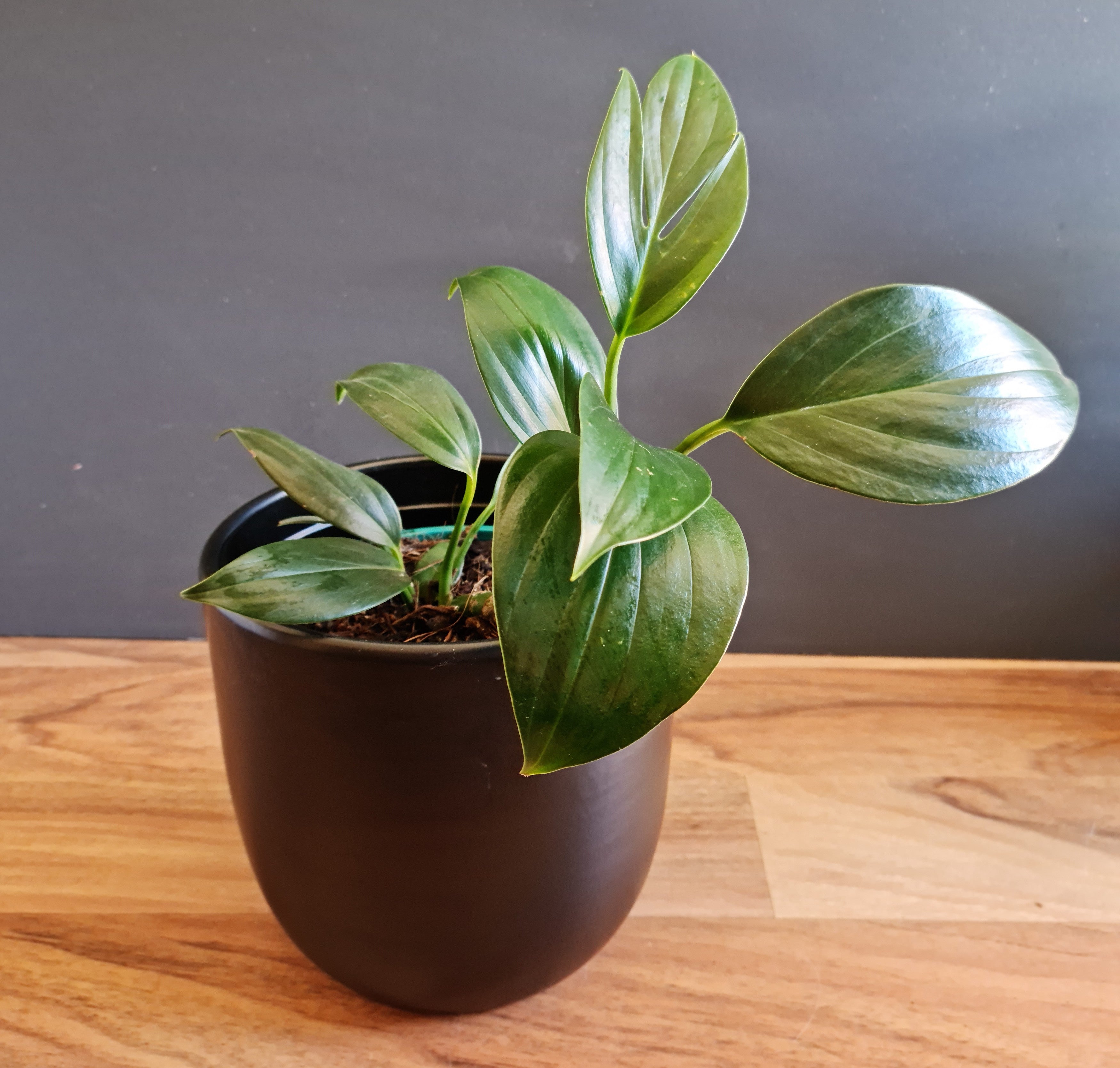 Seasonal Plant With Pot – Hills Botanic